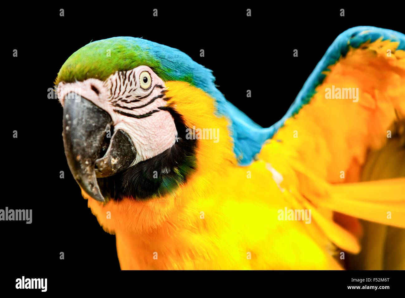 The Blue And Yellow Macaw Ara Ararauna Also Known As The Blue And Gold Macaw Stock Photo - Alamy
