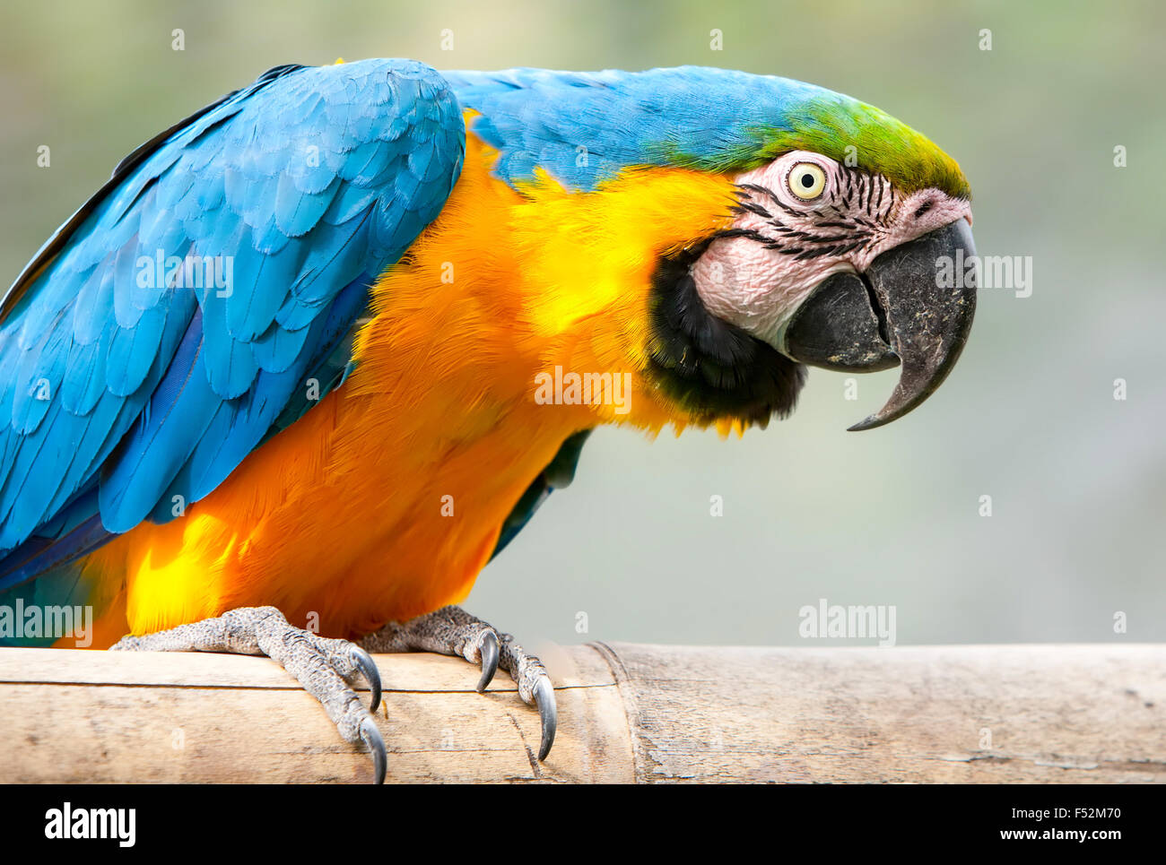 The Blue And Gold Macaw Is A Member Of The Group Of Large Neotropical ...