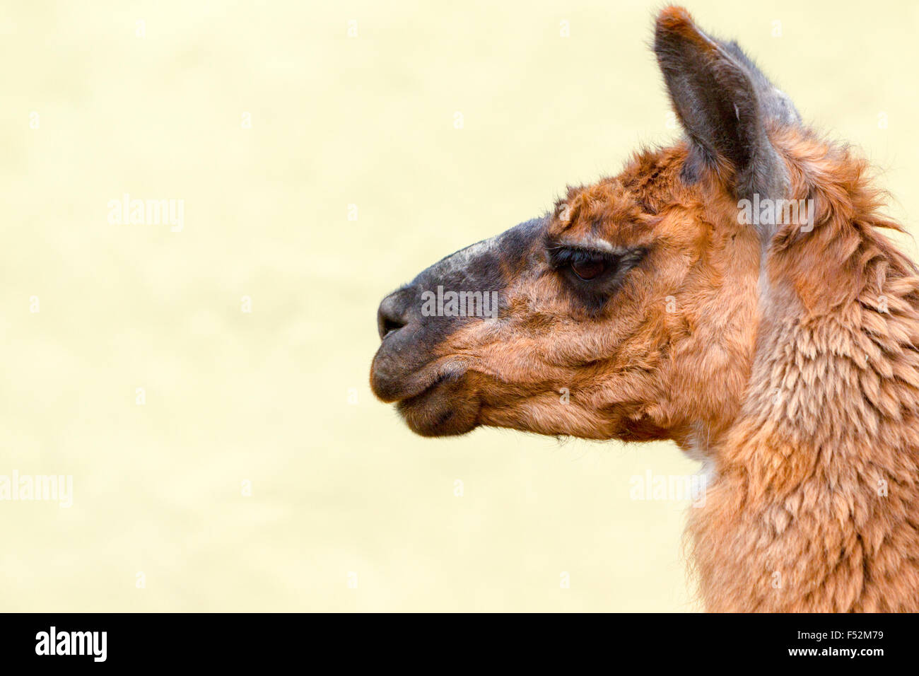 Isolated Headshot Of An Adult Female Lama Glama Stock Photo - Alamy