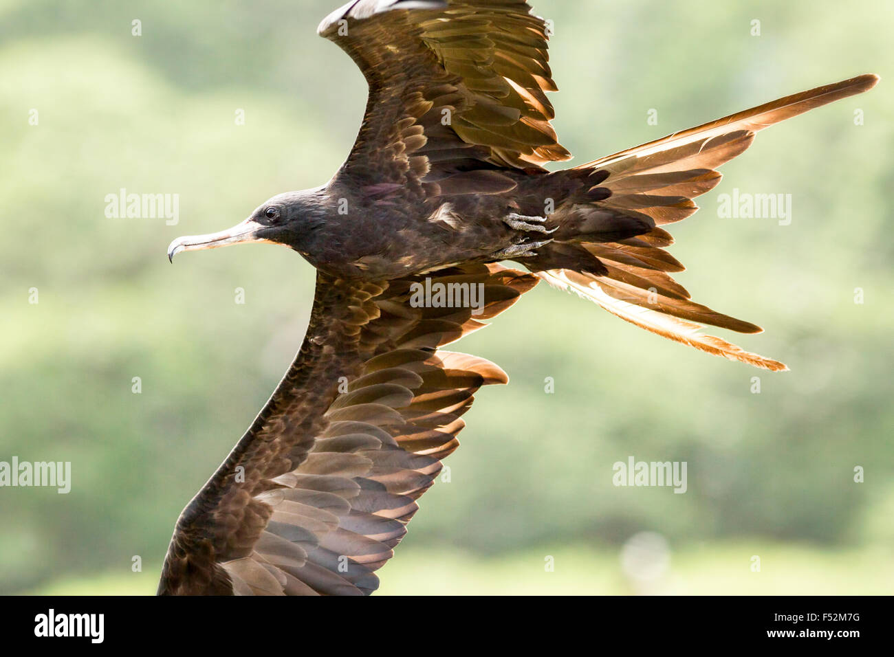 Frigate Bird In Flight Close Up From Short Range Stock Photo - Alamy