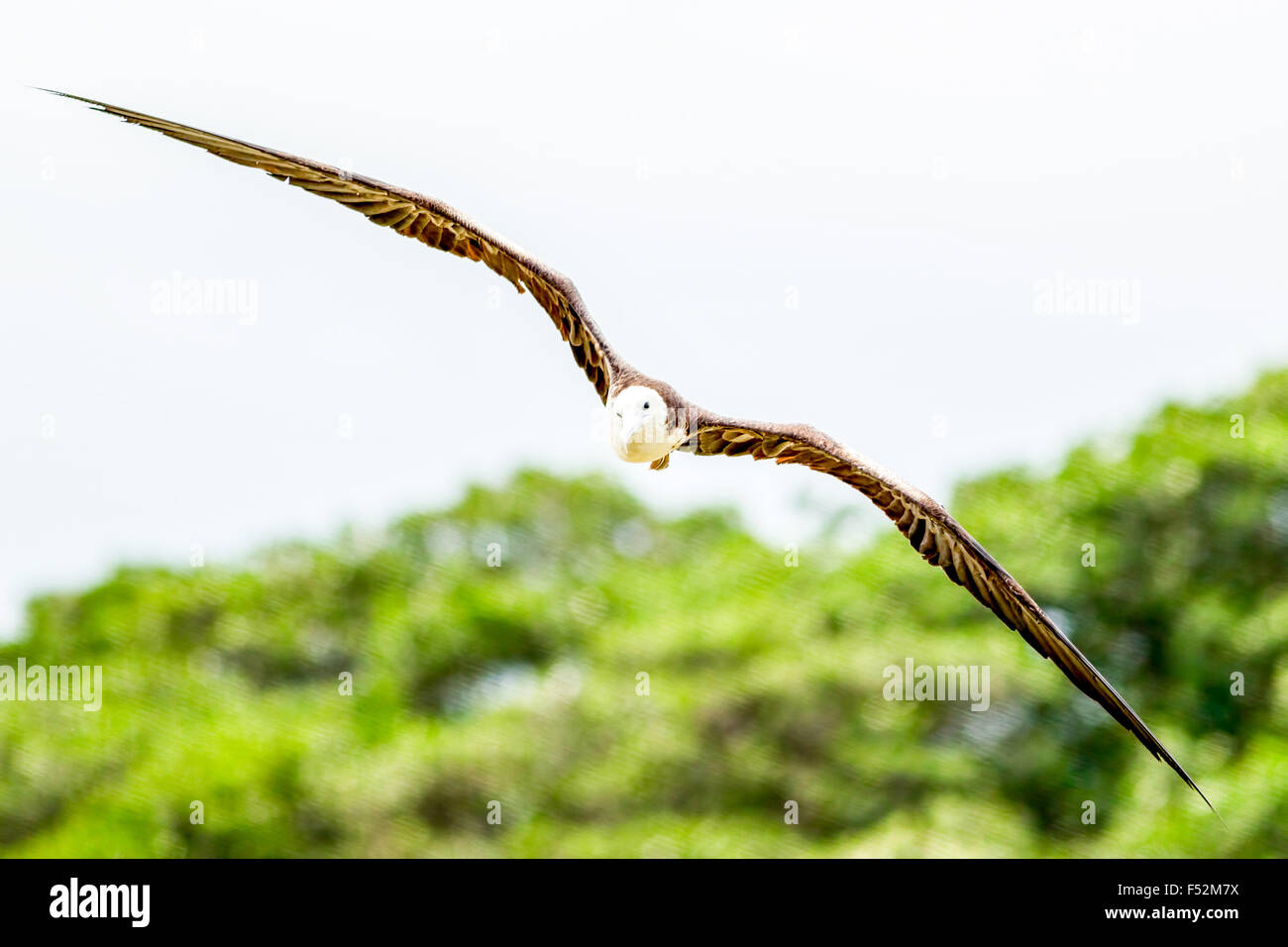 Frigate Bird Flying To The Camera Short Range Shot Stock Photo - Alamy