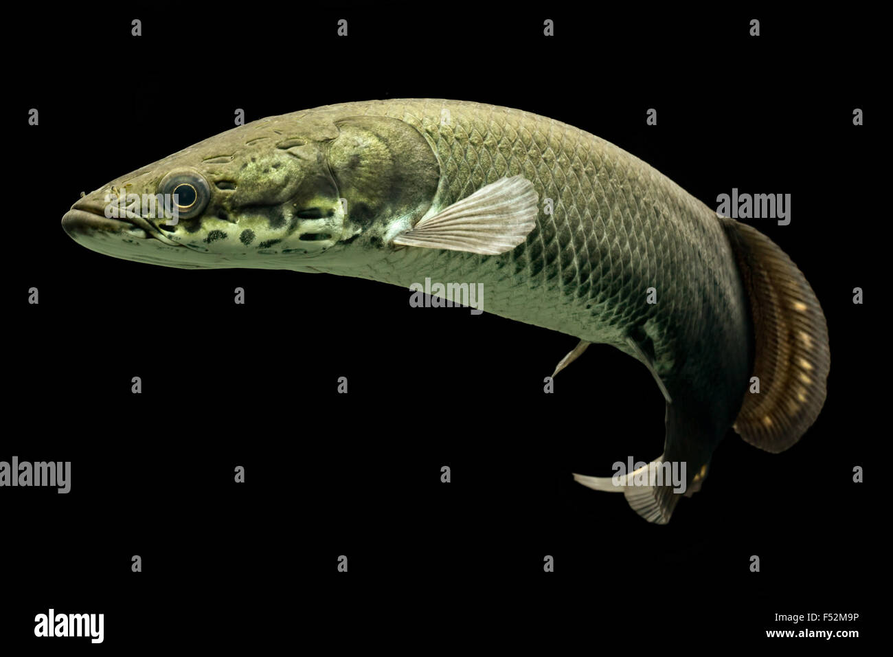 Arapaima Leptosoma