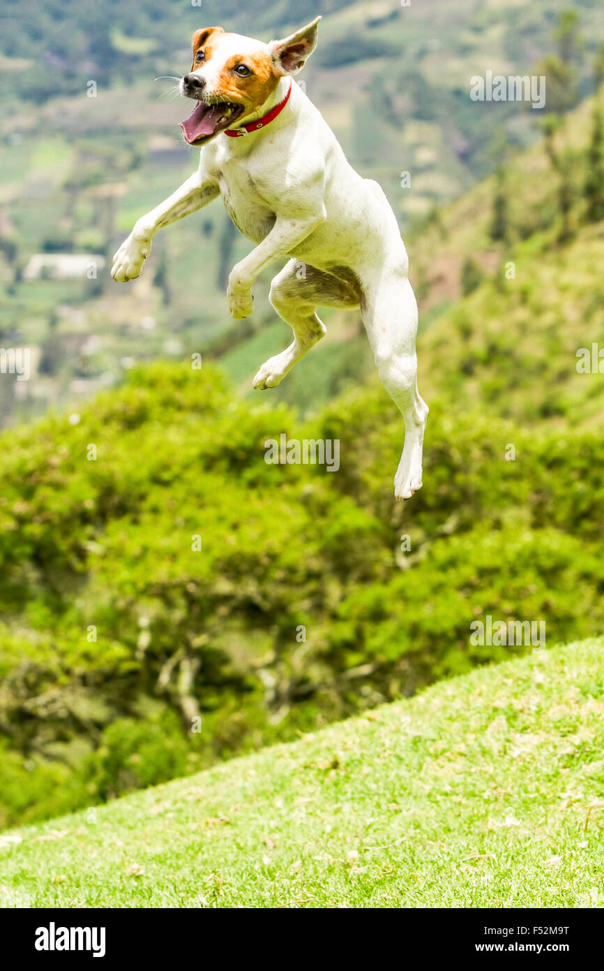 Agile muscles hi-res stock photography and images - Alamy