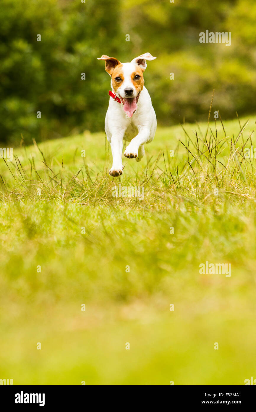 Jack Russel Parson Dog Run Toward The Camera Low Angle High Speed Shot ...
