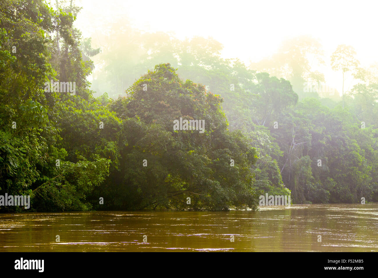 Early Morning First Lights In The Amazon Primary Jungle Stock Photo - Alamy