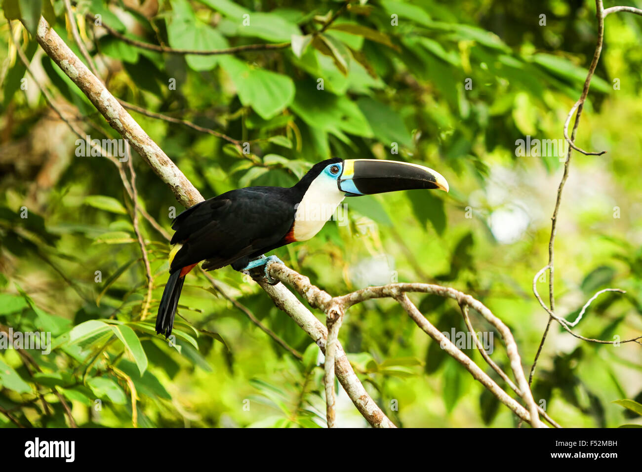 Large Toucan Bird Shot In The Wild In Amazon Basin Stock Photo - Alamy