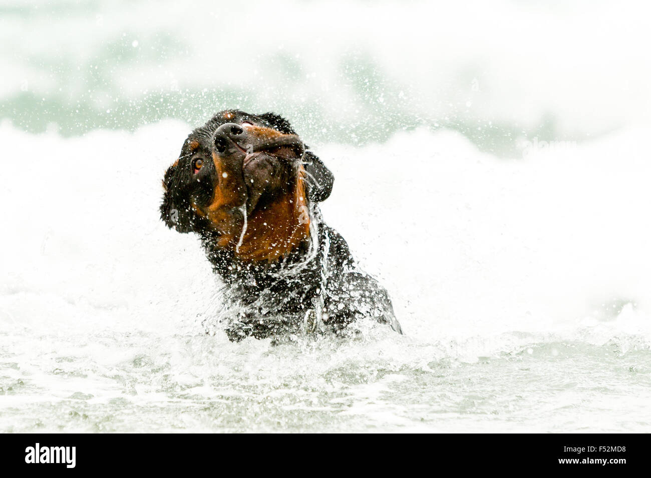 Rottweiler Low Angle Head Shot In The Oceans Wave Stock Photo - Alamy