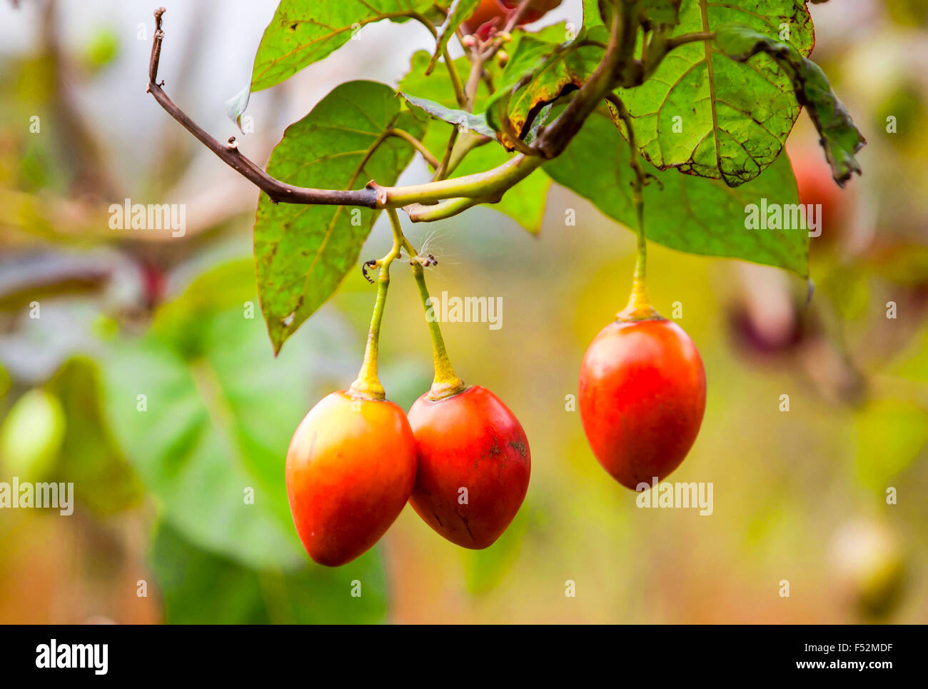 Solanaceae Family Stock Photos & Solanaceae Family Stock Images - Alamy