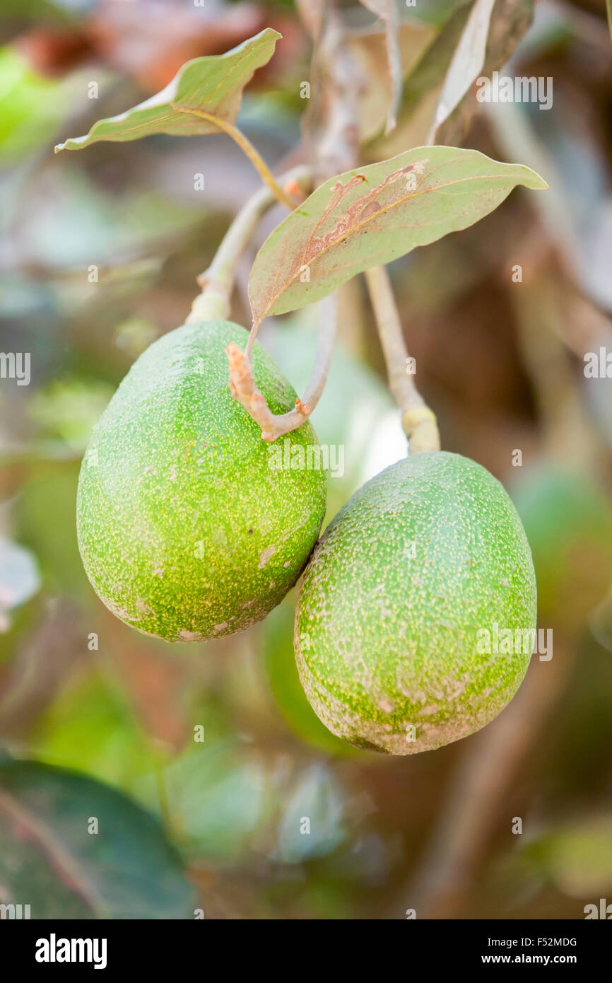 Avocado Fruits Cluster In His Nature Environments Stock Photo - Alamy