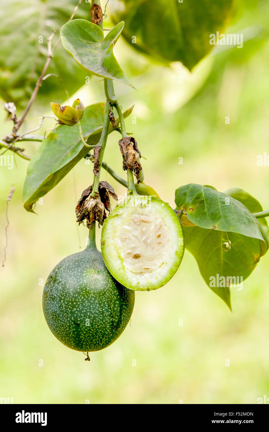 Green Granadilla Fruit Yet Not Ripped Half Cut Stock Photo - Alamy