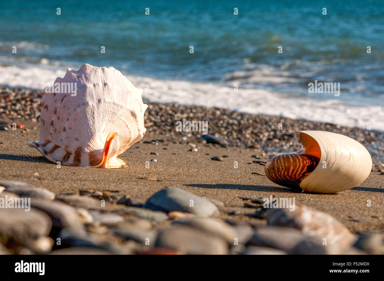 Dried shell hi-res stock photography and images - Alamy