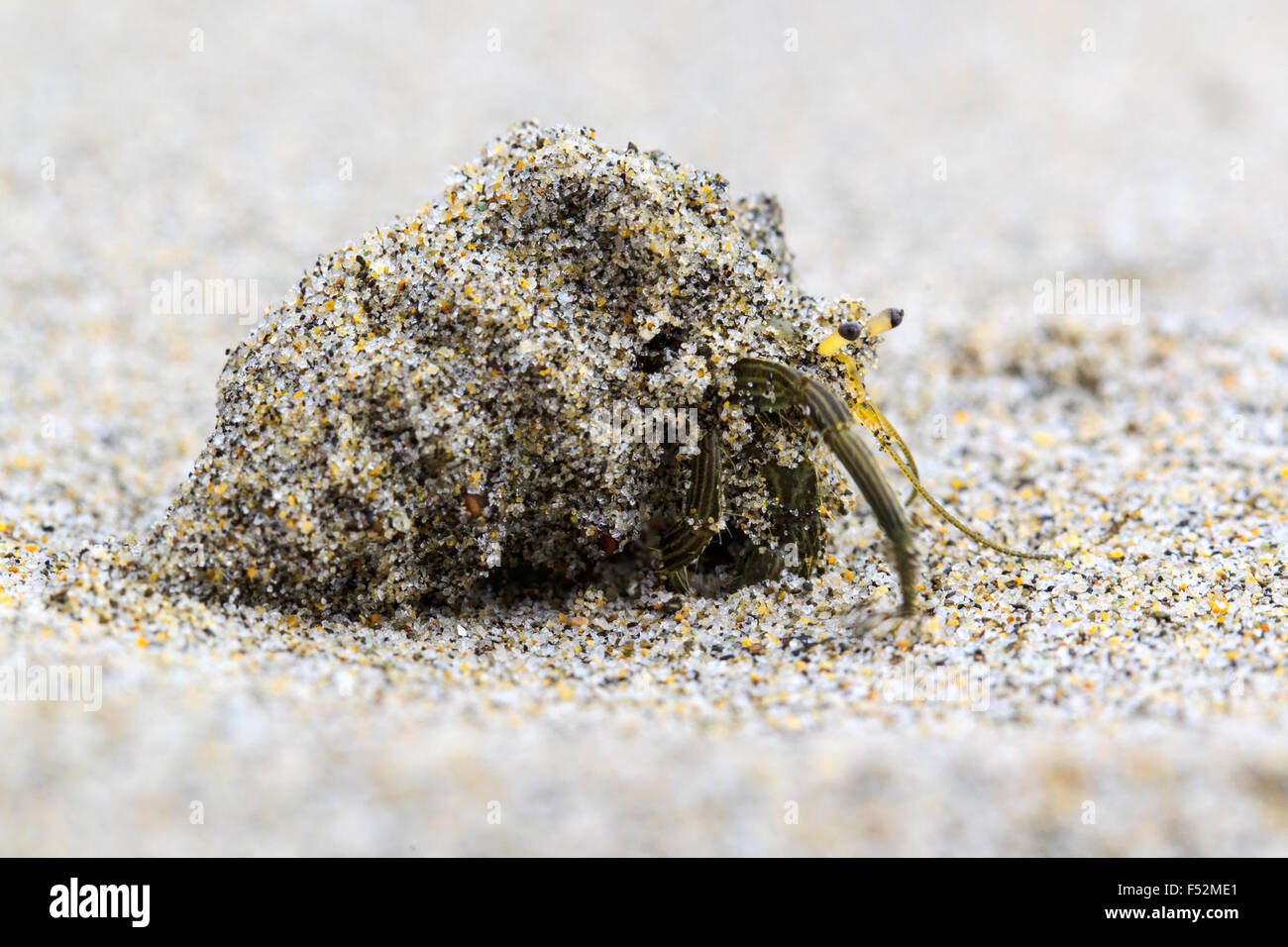 Very Small Mollusk Crab Camouflaged In The Sand Waiting For Prey Stock ...