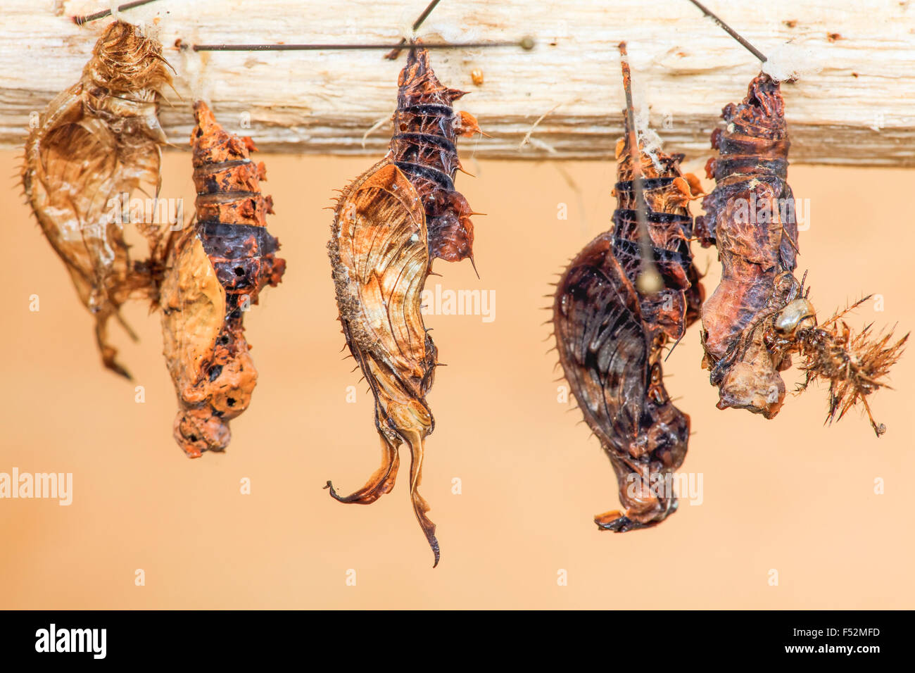 Remains Of Butterflies Embryos Breed In Captivity Ecuador Stock Photo ...