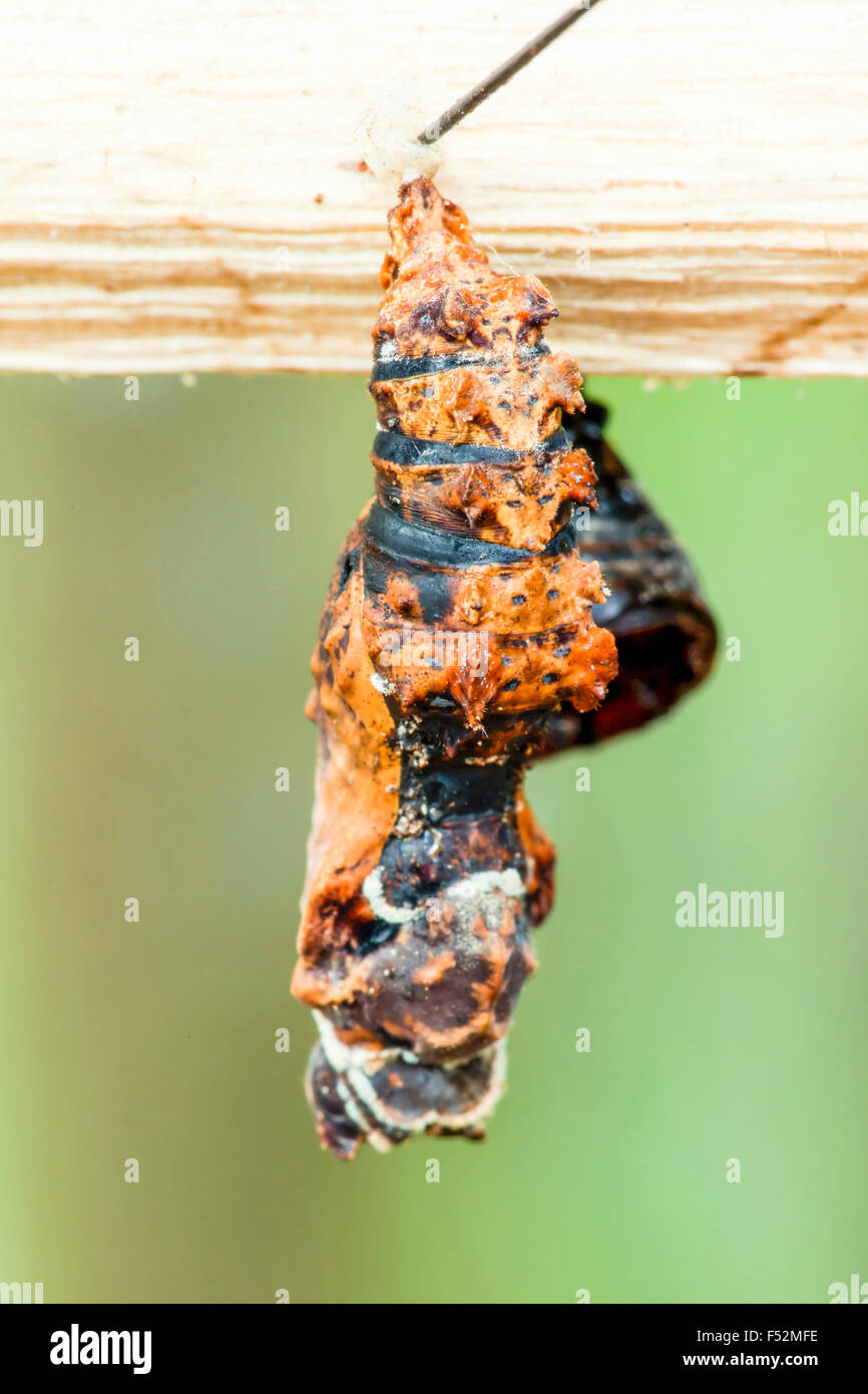 Remains Of Butterflies Embryos Breed In Captivity Ecuador Stock Photo ...