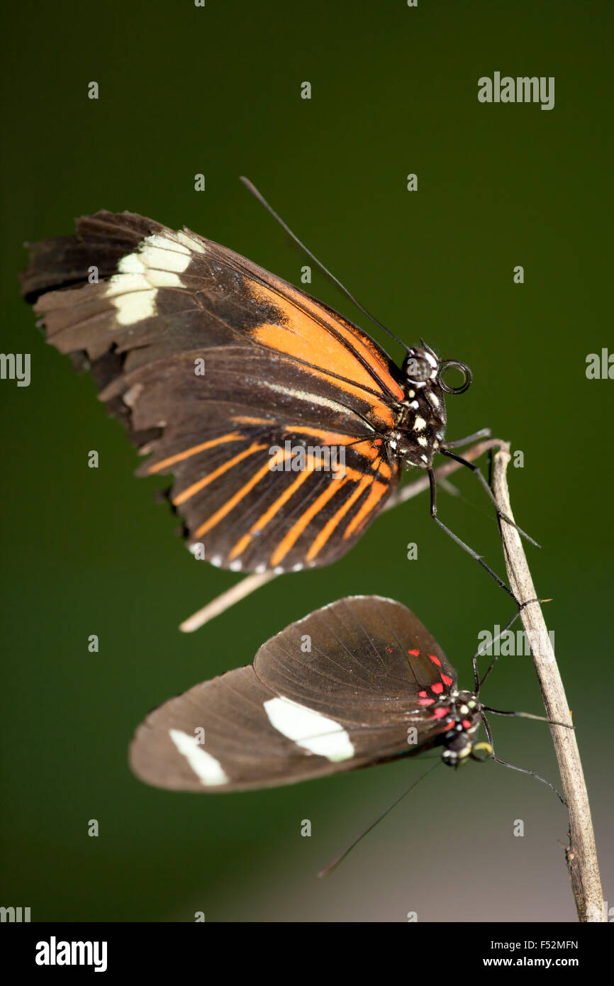 Pair Of Butterflies In Ecuadorian Rain Forest Stock Photo - Alamy