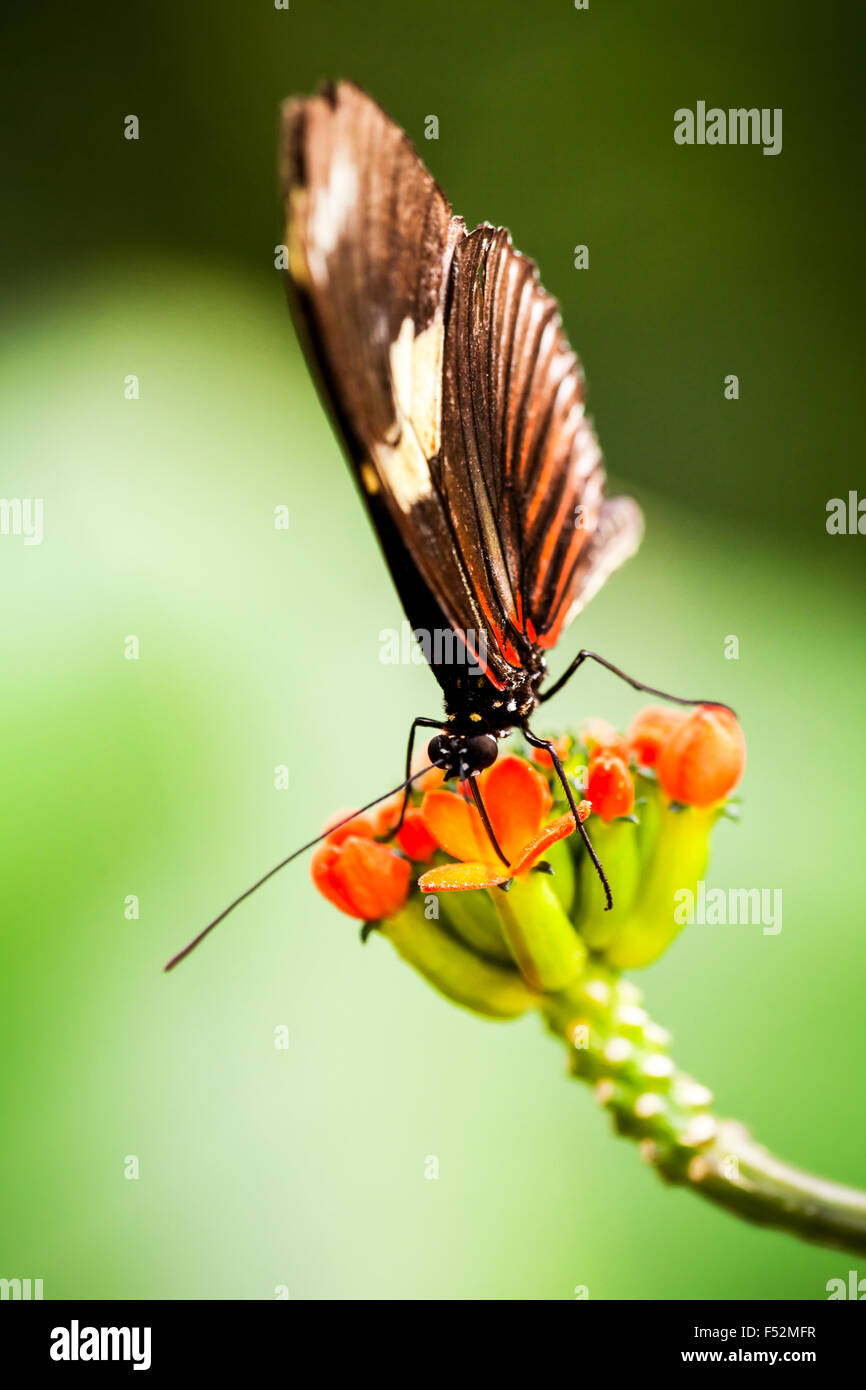 Exotic butterfly hi-res stock photography and images - Alamy