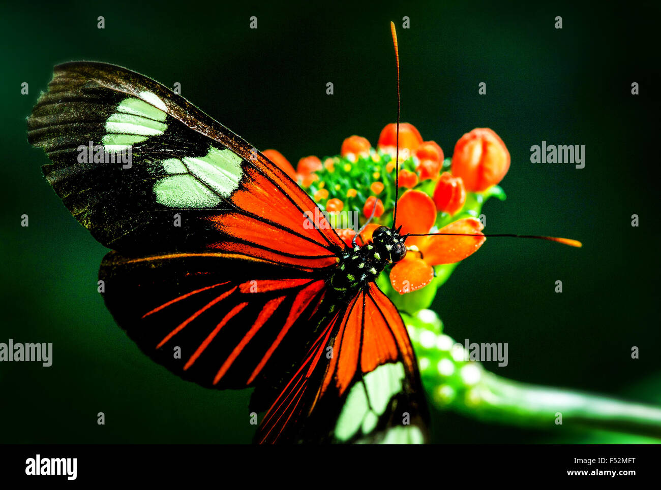 Amazon butterflies hi-res stock photography and images - Alamy