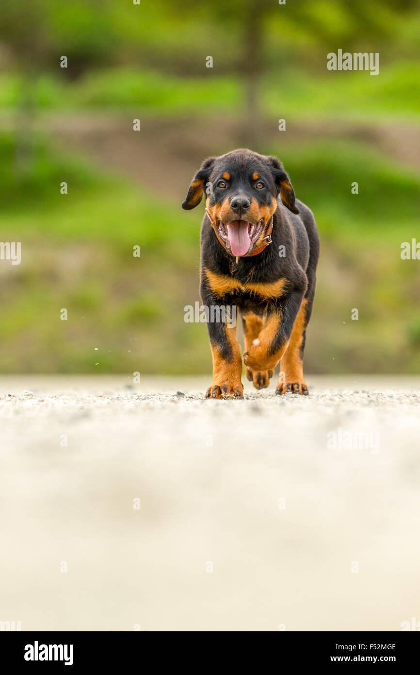 Rottweiler Walking With Great Confidence Shot From Low Angle Shallow ...