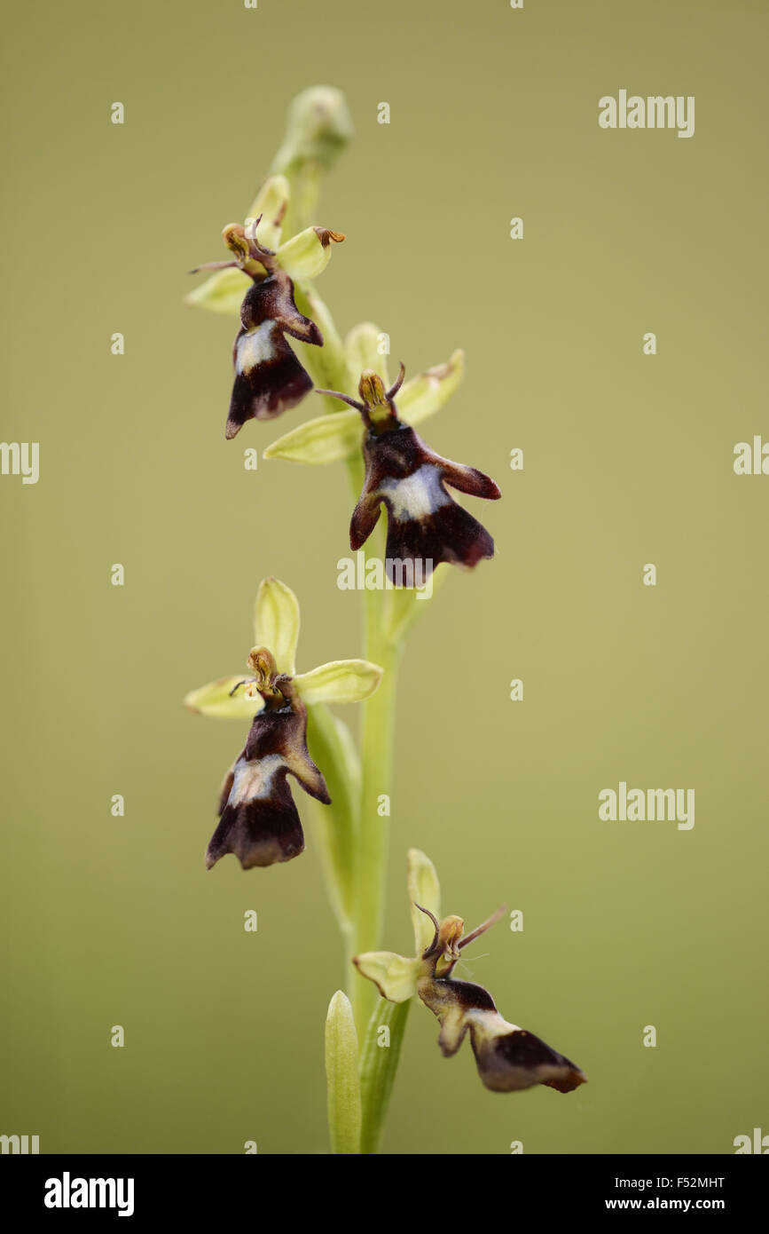fly orchid, Ophrys insectifera, blossoms, close-up Stock Photo - Alamy