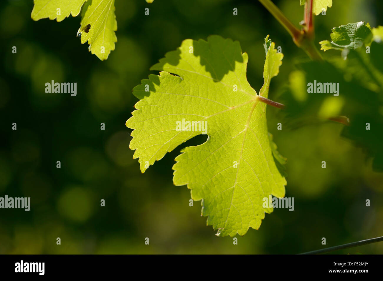Vitis vinifera subsp vinifera hi-res stock photography and images - Alamy