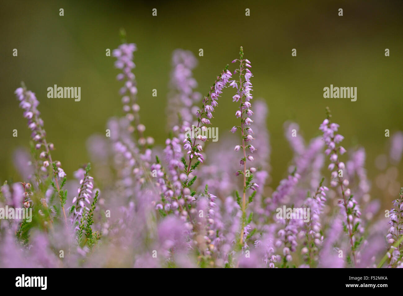 ling, Calluna vulgaris, blossoms, tenuous, autumn Stock Photo - Alamy