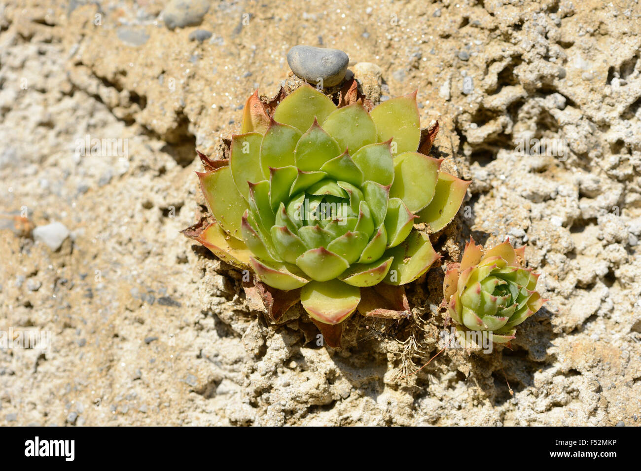 common houseleek, Sempervivum tectorum, cob wall Stock Photo - Alamy