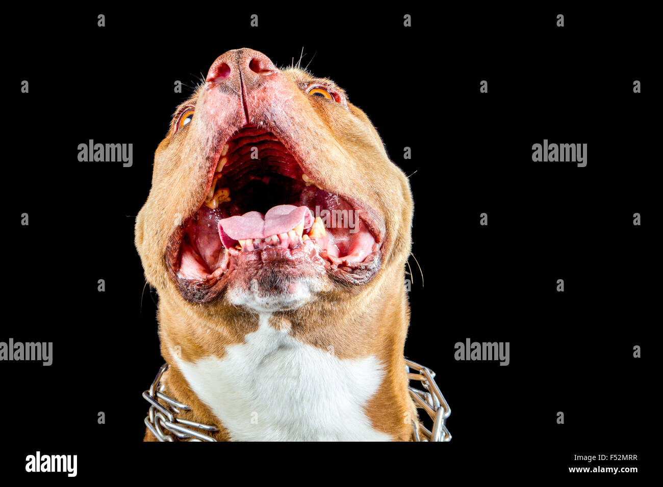 Adult pit bull hi-res stock photography and images - Alamy