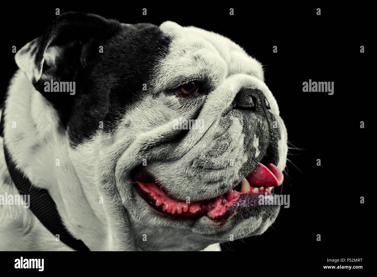 Dog mug shot hi-res stock photography and images - Alamy