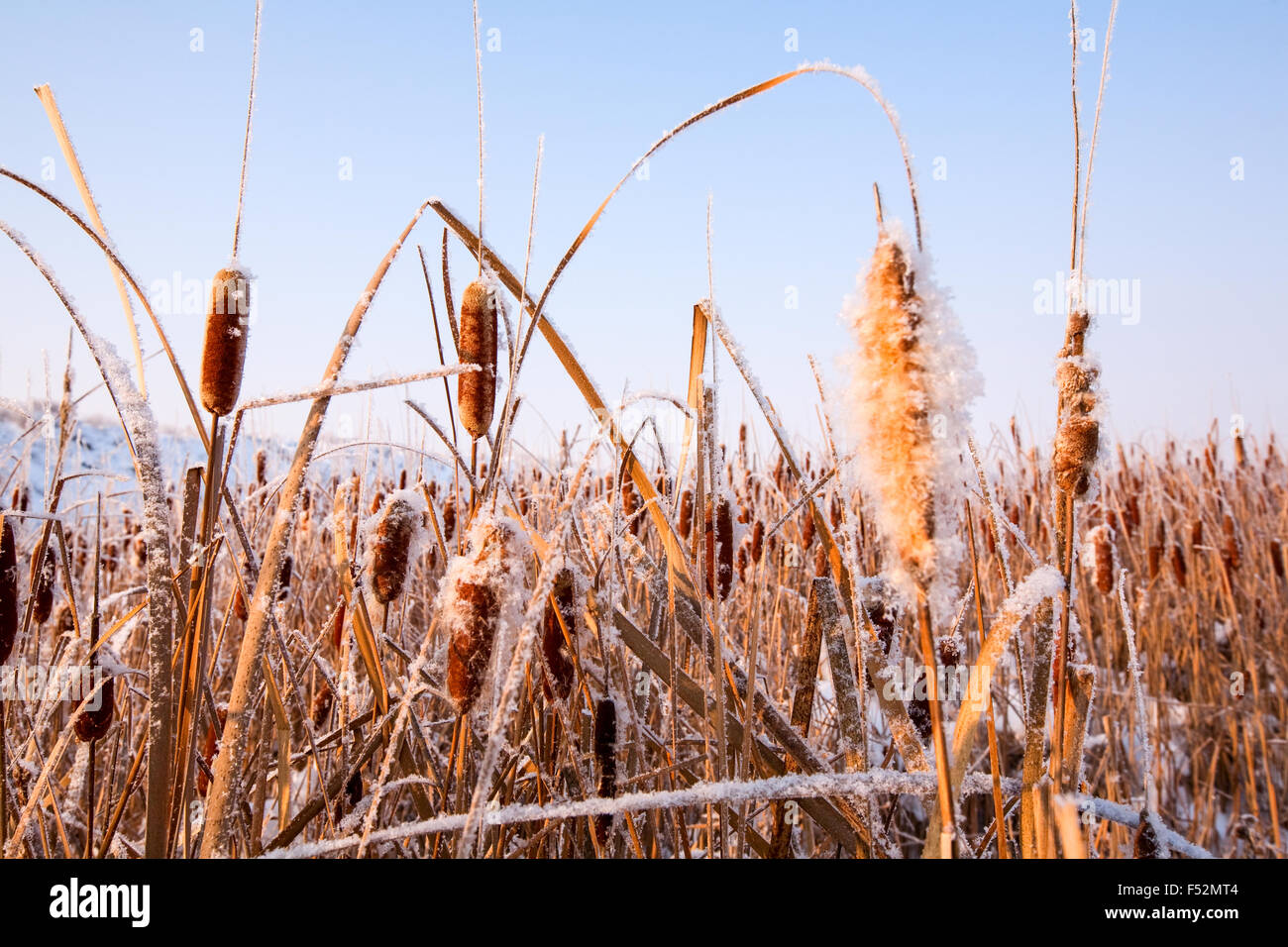 Reed plant hi-res stock photography and images - Alamy
