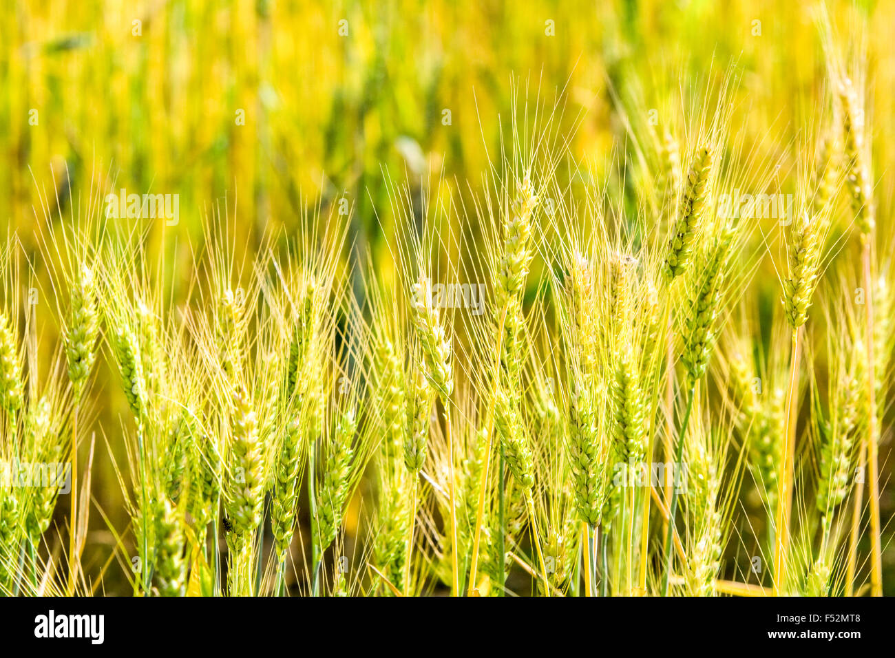 Medium Telephoto Lenses Daylight White Balance Stock Photo - Alamy