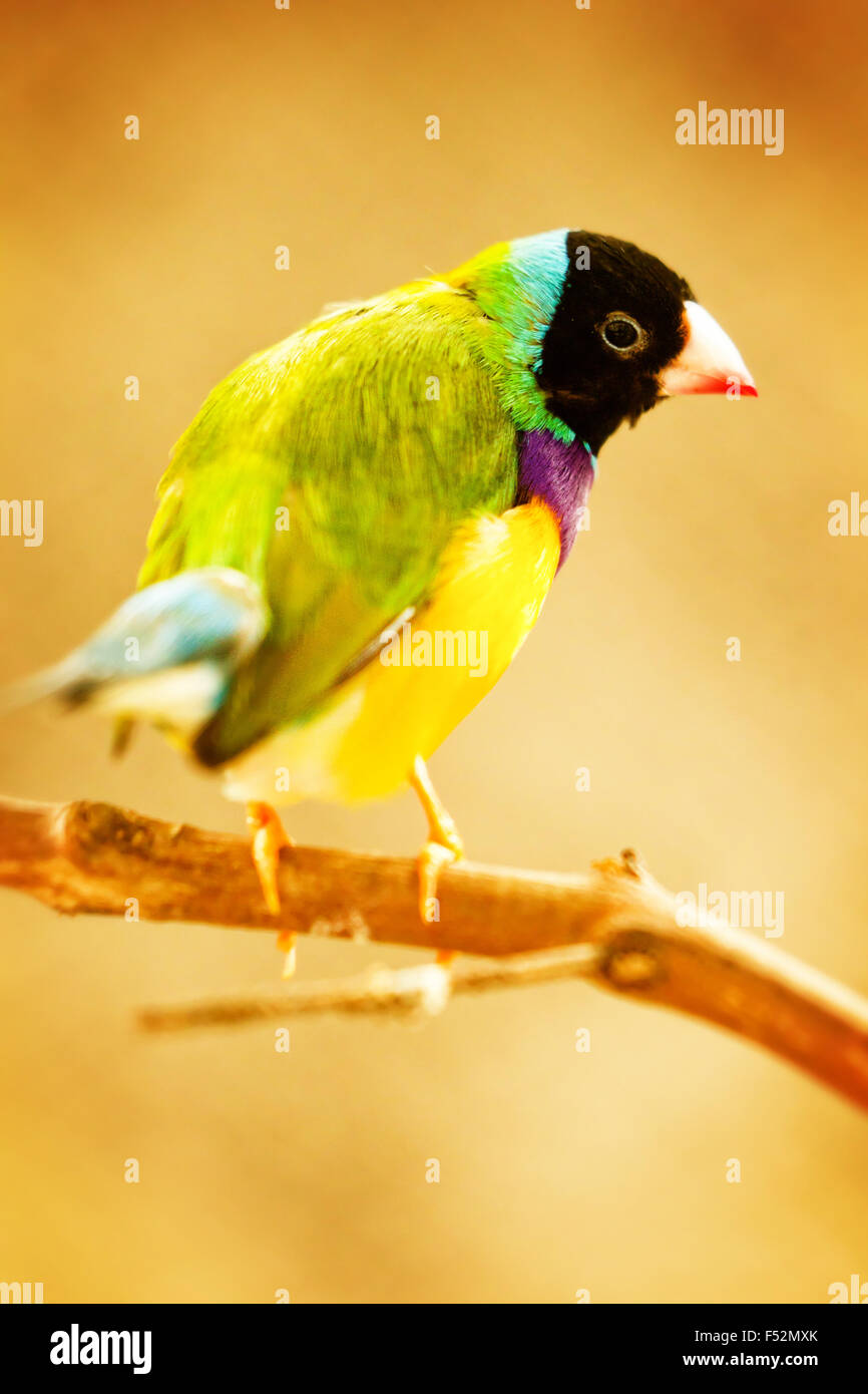 Male Gold Finch Sitting On A Branch Stock Photo - Alamy