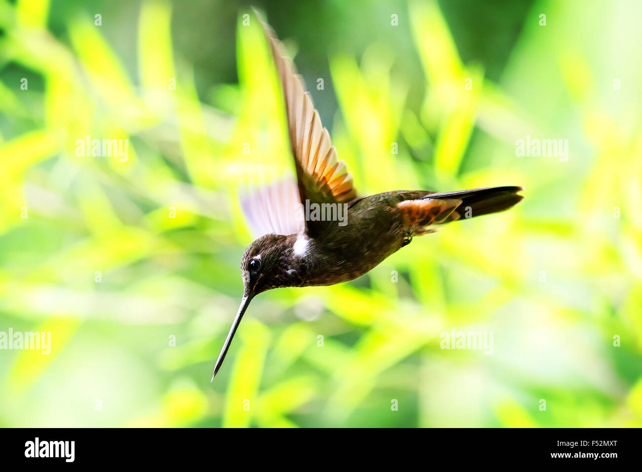 Very Small Hummingbird Collared Inca In Flight Shot In Ecuadorian ...