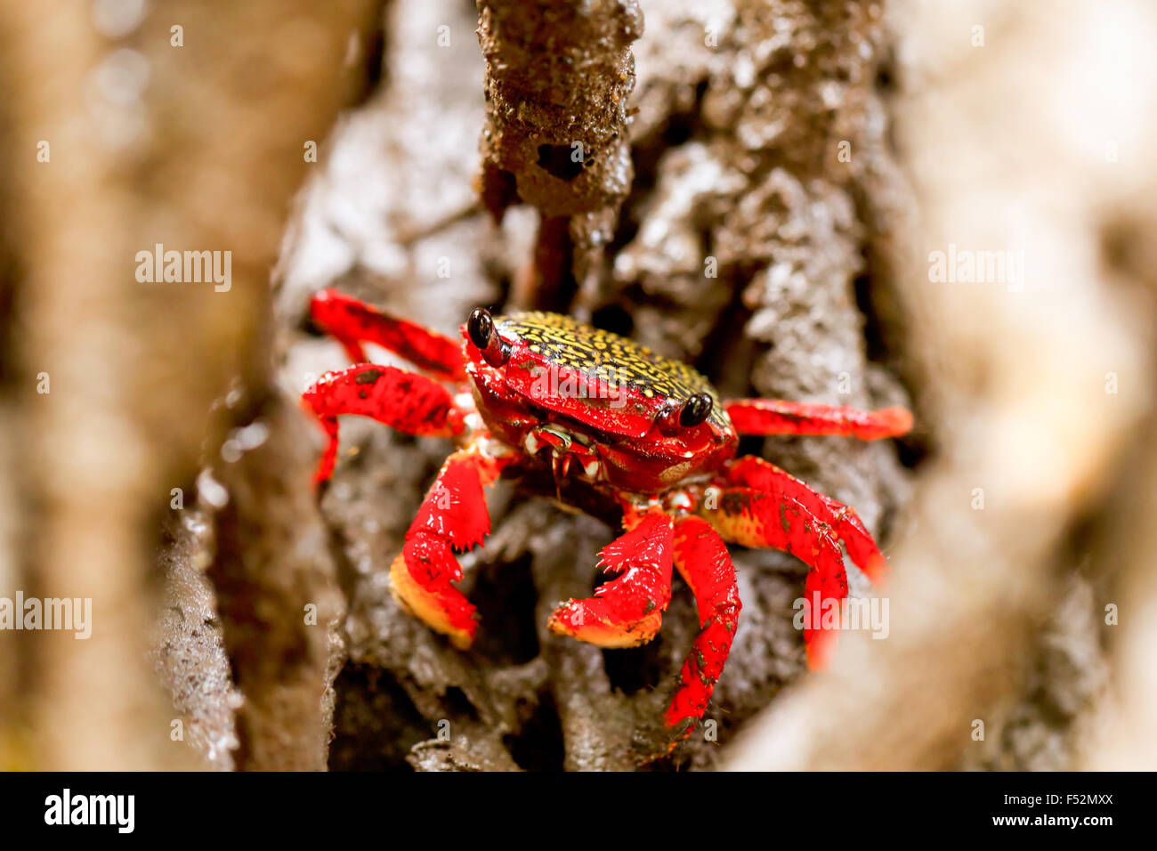 Mangrove wildlife hi-res stock photography and images - Alamy