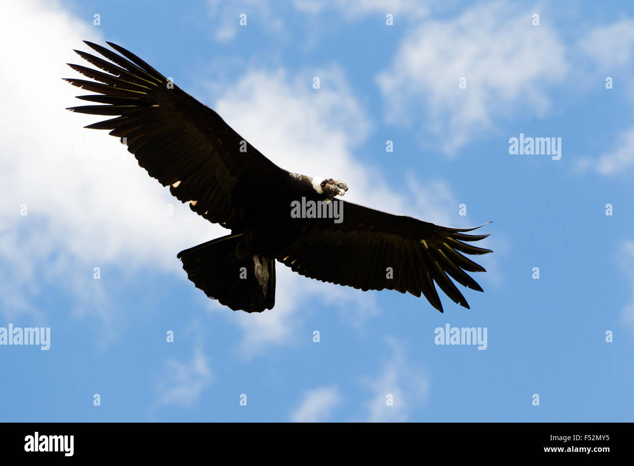 Andean condor ecuador hi-res stock photography and images - Alamy