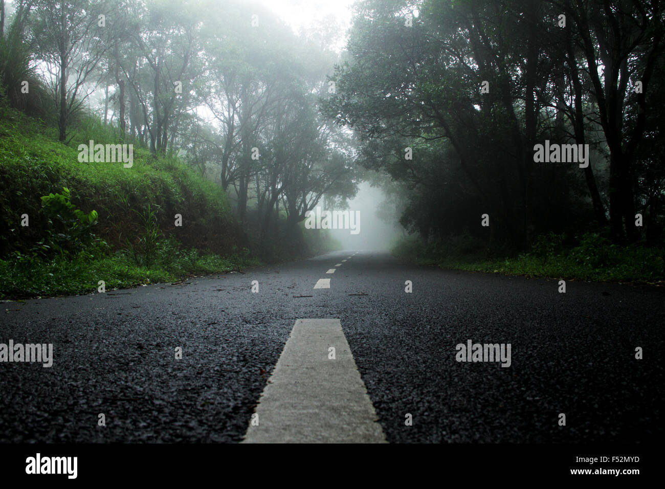 Wet Road through forest Stock Photo - Alamy