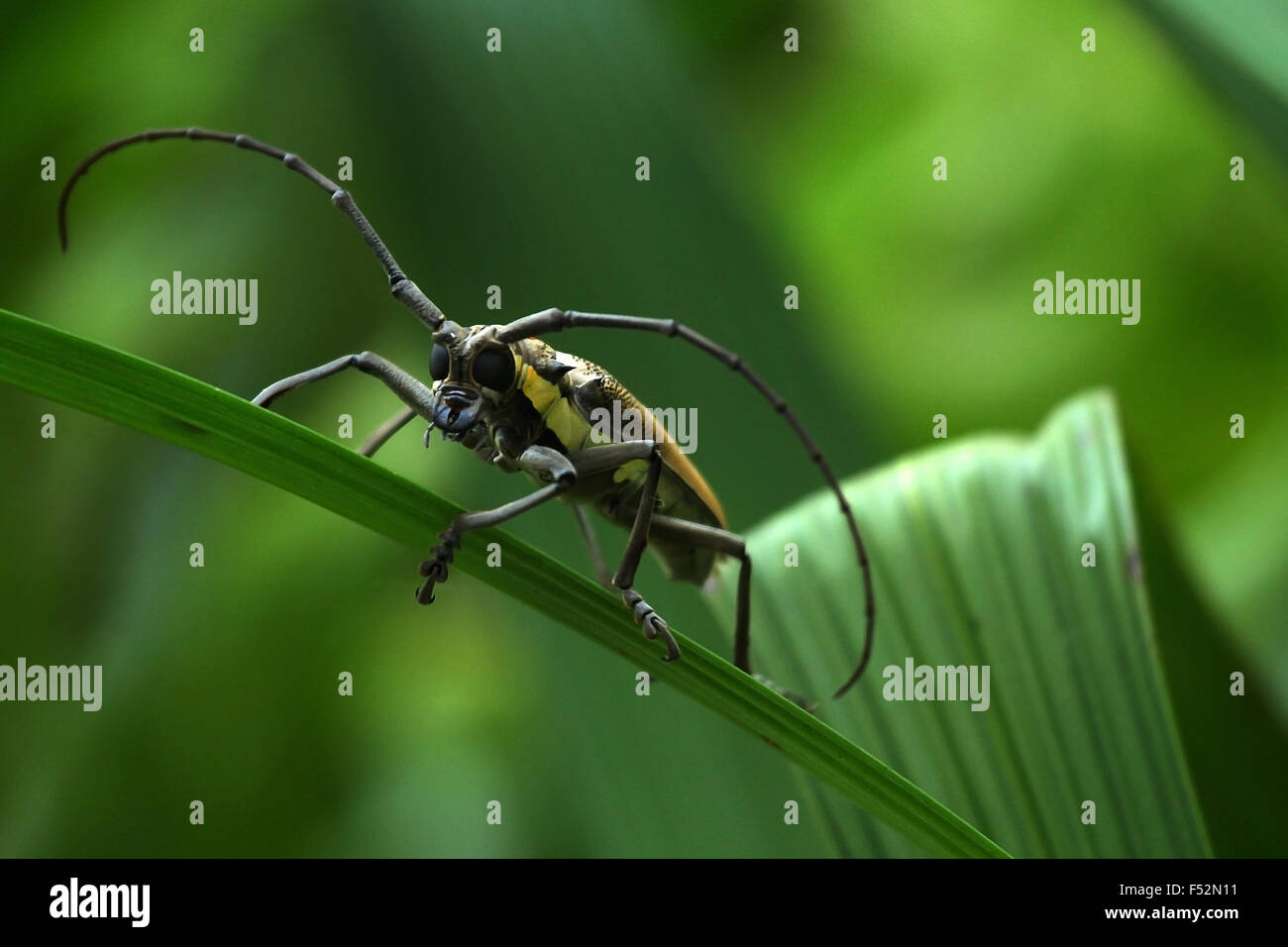 Asian long horned beetle hi-res stock photography and images - Alamy