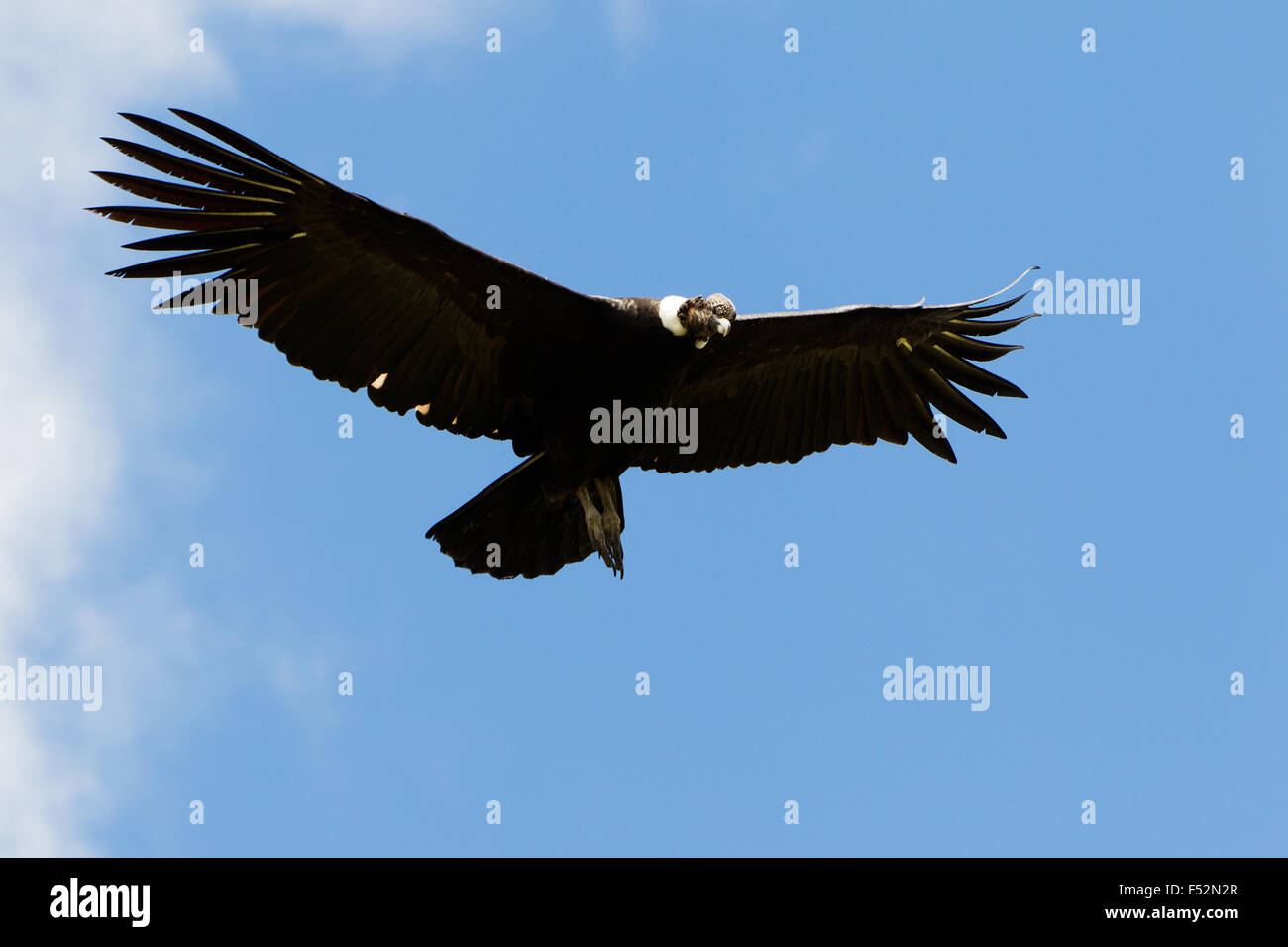 Male Andean Condor In Flight Shot In Highlands Of Ecuador Andes ...