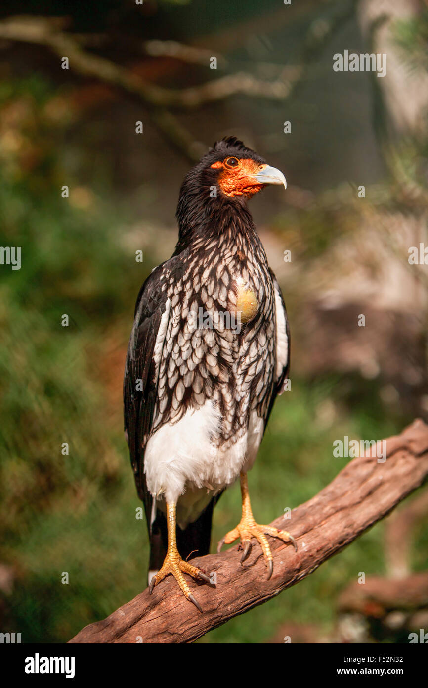 Phalcoboenus Is A Small Genus Of Bird Of Prey In The Falconidae Family ...