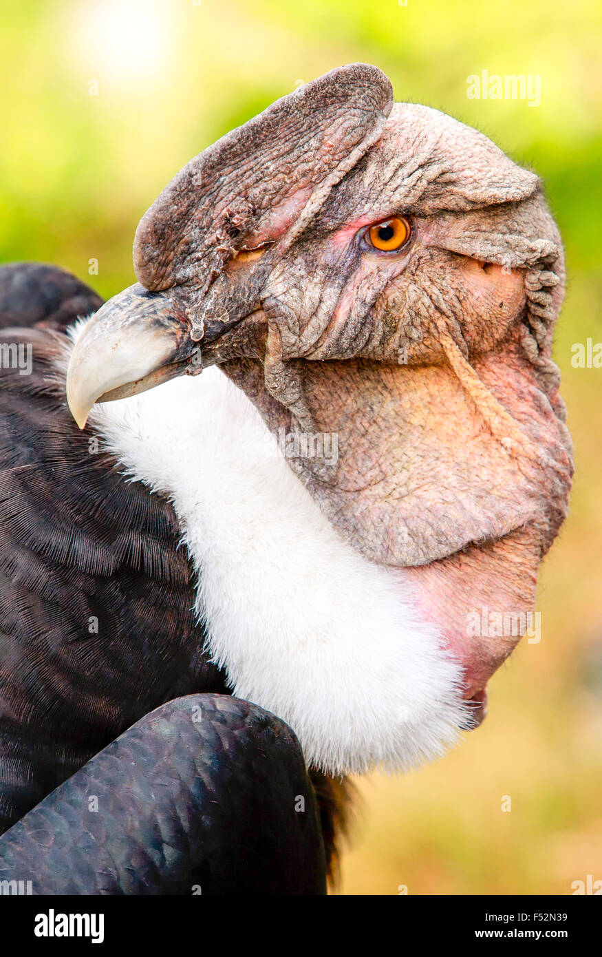 The Andean Condor Is A Large Black Vulture With A Ruff Of White ...