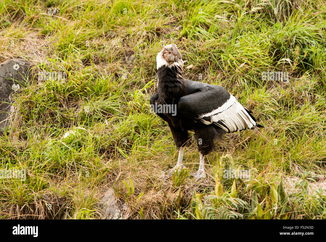 The Andean Condor Is A Large Black Vulture With A Ruff Of White ...