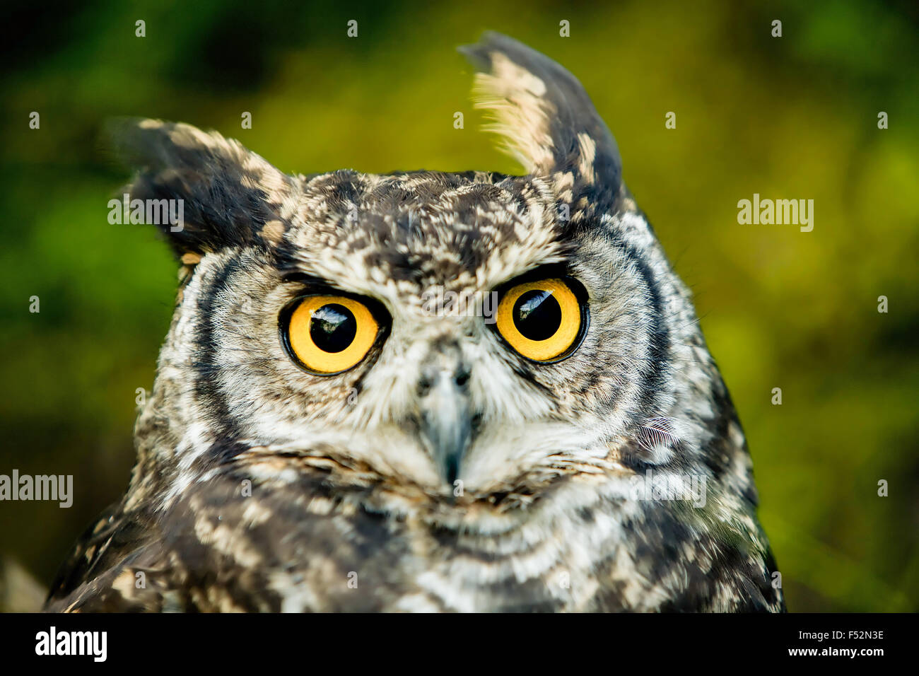 Owls Are The Order Strigiformes Constituting 200 Extant Bird Of Prey ...