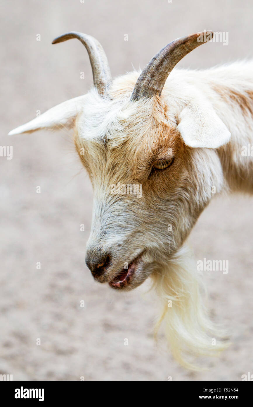 Young Female Goat Head Portrait Against Brown Background Stock Photo ...