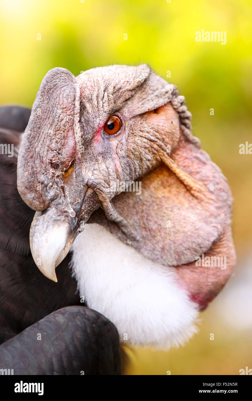 Andean condor hi-res stock photography and images - Alamy