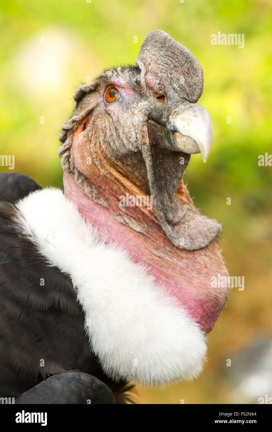Condor head hi-res stock photography and images - Alamy