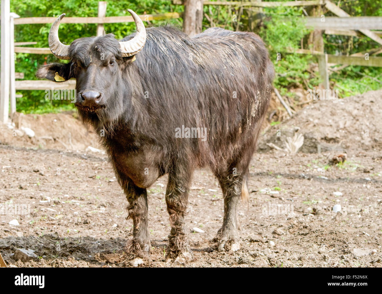 Angry looking bison hi-res stock photography and images - Alamy