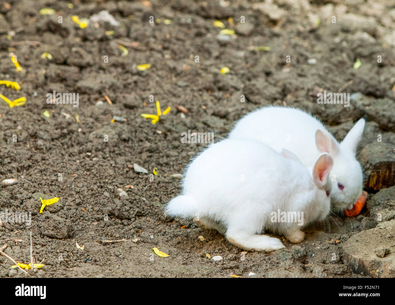 Pair Of White Angora Rabbit On The Ground Stock Photo - Alamy