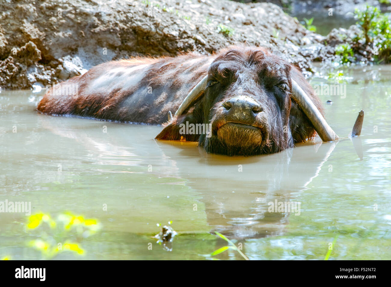 Water Buffalo Relaxing In A Muddy Water Shot Taken In The Wild Stock ...