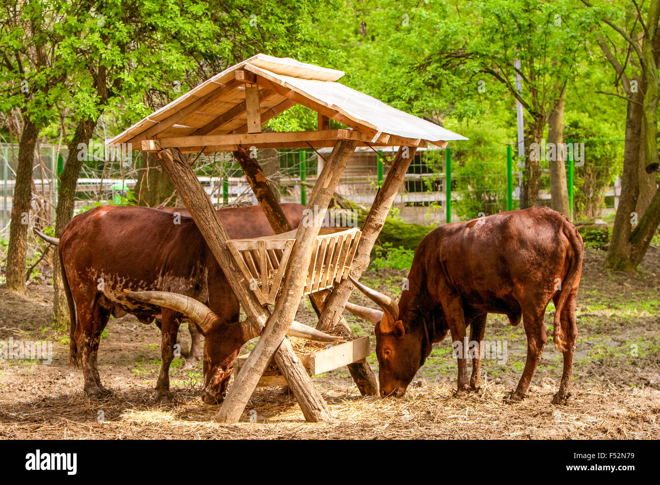 Couple Of Bulls Taking Lunch Prepared For Them In A Nature Reserve Zoo ...