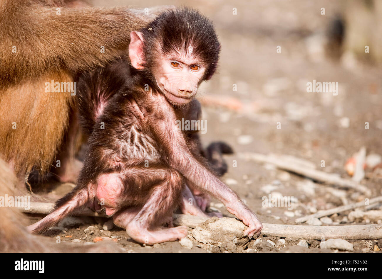Color monkey hi-res stock photography and images - Alamy