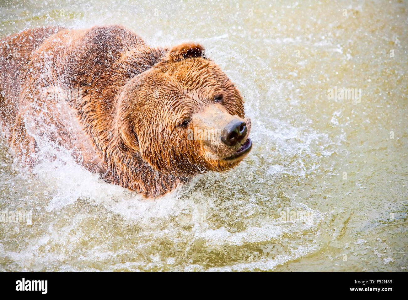 Large Brown Bear Having Fun In The Water Stock Photo - Alamy